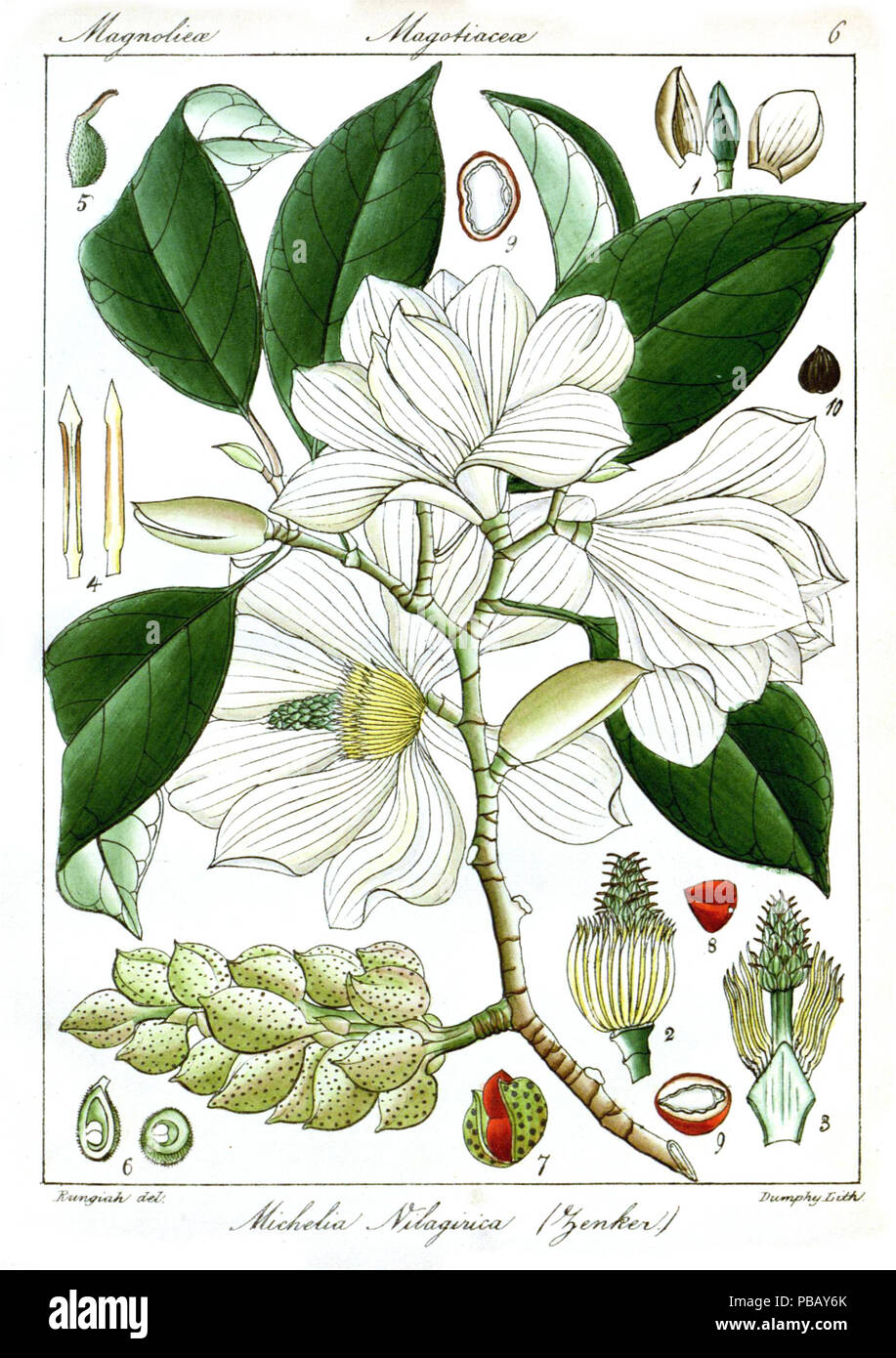Michelia Stock Photos & Michelia Stock Images - Alamy