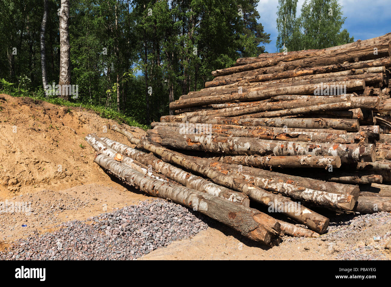 Forest trees deforestation for the construction of the new city ...
