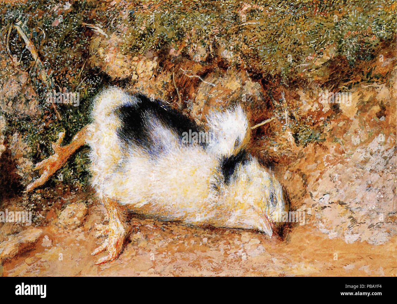 Hunt William Holman - John Ruskin's Dead Chick Stock Photo - Alamy