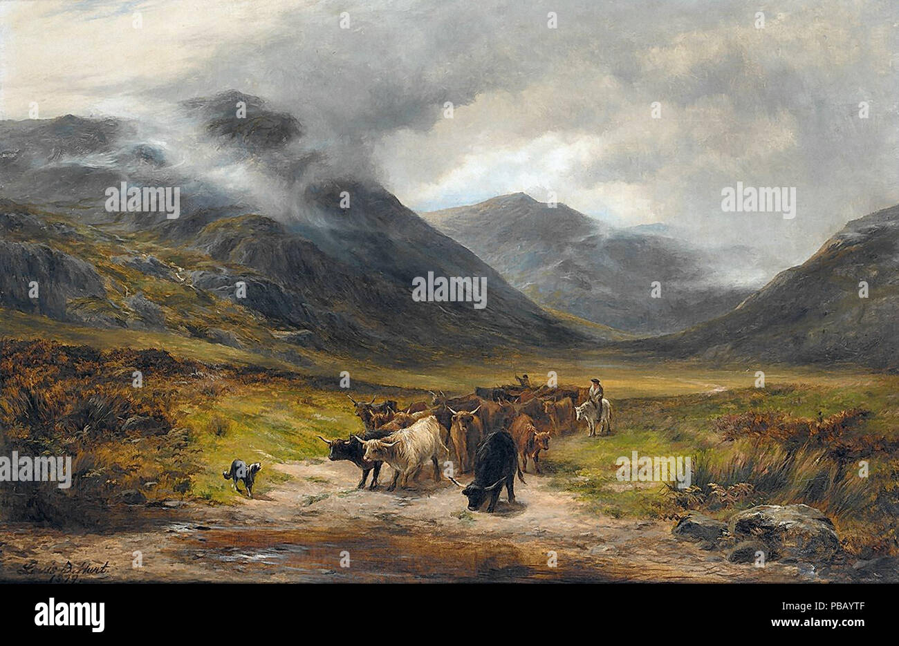 Cattle droving hi-res stock photography and images - Alamy