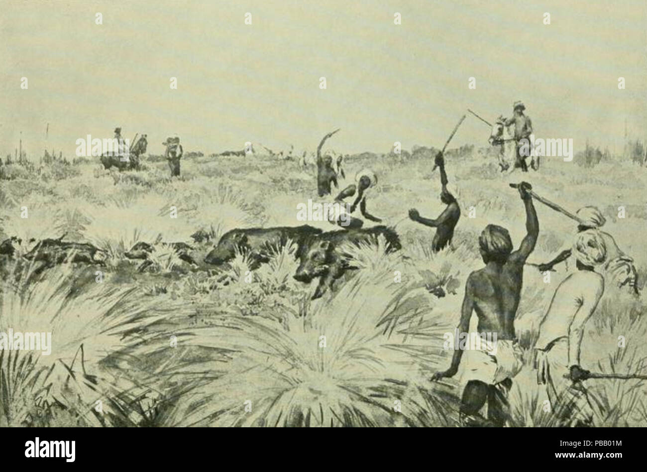 1053 Modern Pig-Sticking (1914) A. E. Wardrop V Stock Photo - Alamy
