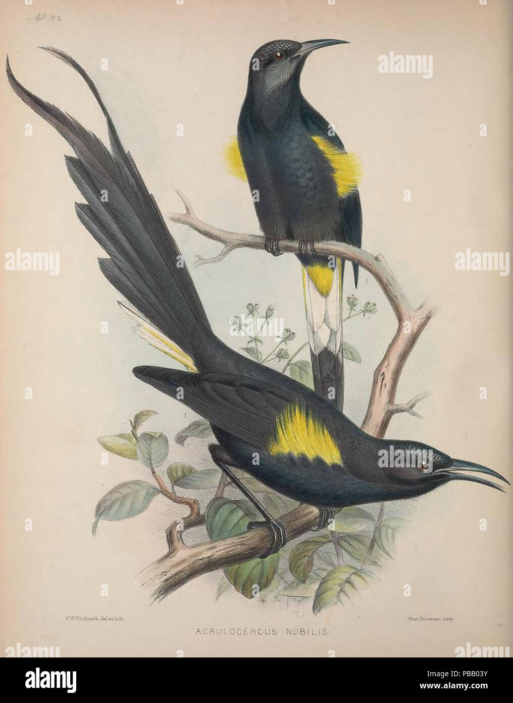 Moho Nobilis High Resolution Stock Photography and Images - Alamy