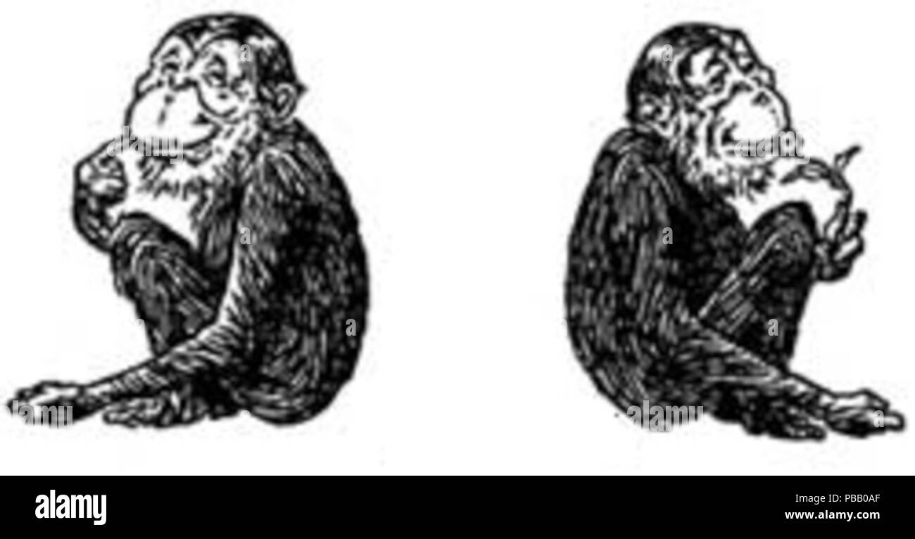 Monkey study Cut Out Stock Images & Pictures - Alamy