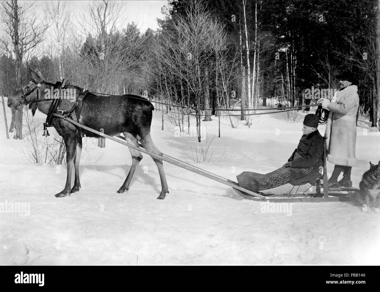 Harness pulling cart hi-res stock photography and images - Alamy