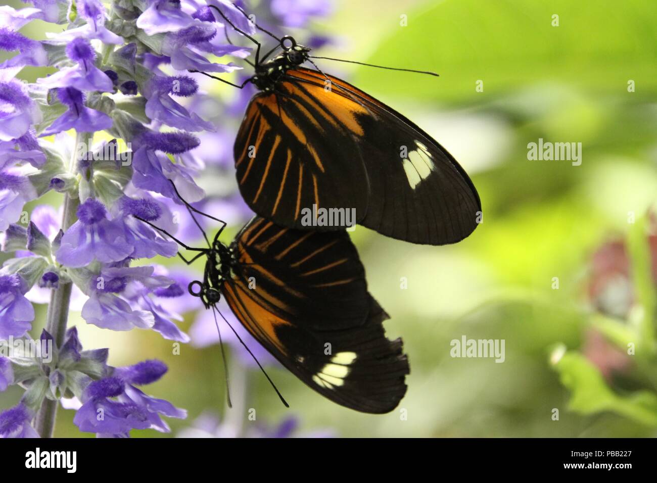 Hedylidae butterfly hi-res stock photography and images - Alamy