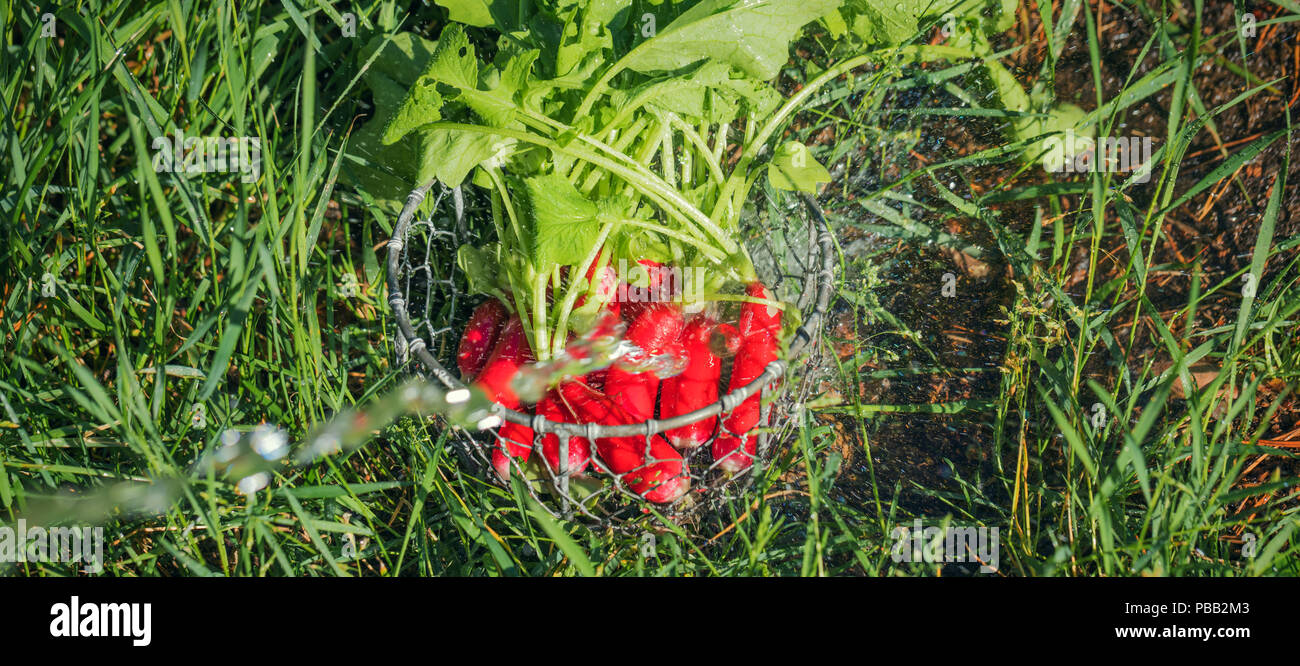 Washing radish hi-res stock photography and images - Alamy