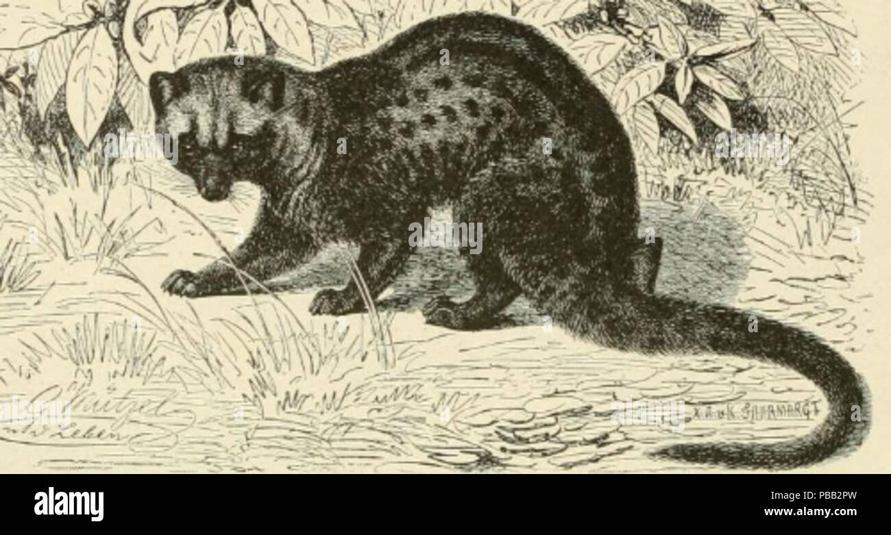 Civet cat southeast asia hi-res stock photography and images - Alamy