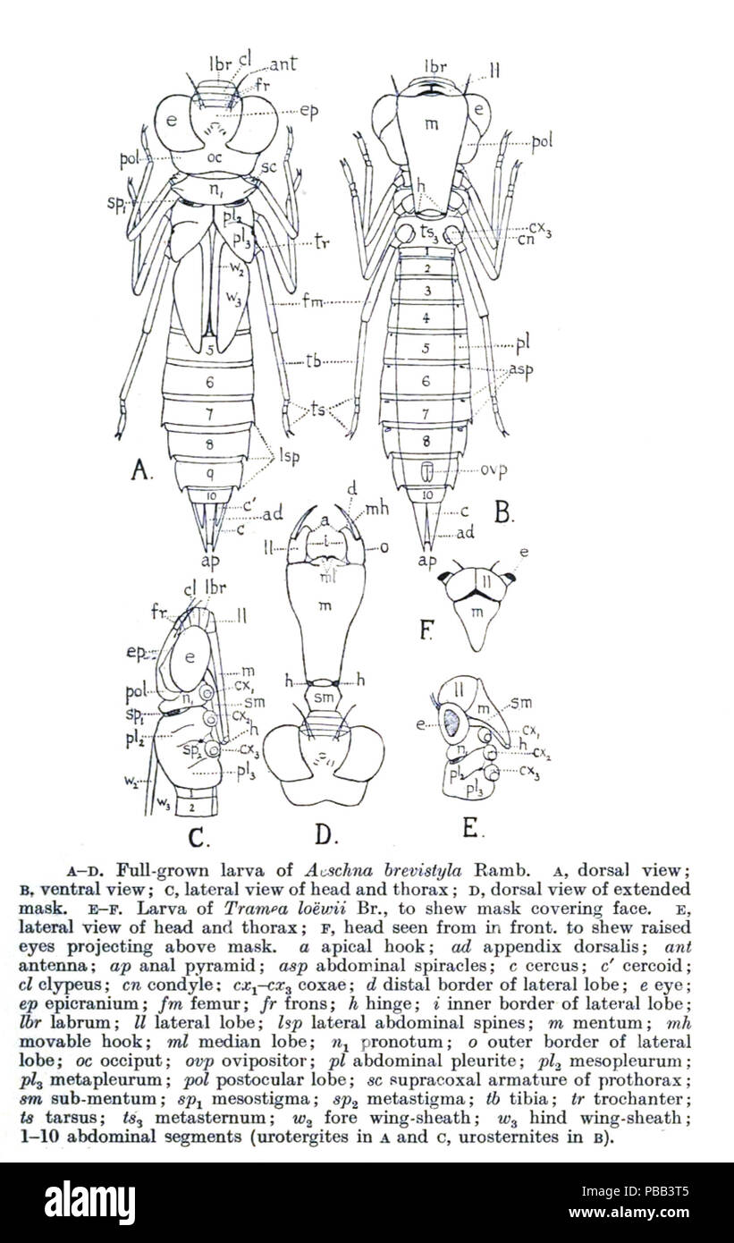 Naiad water nymph hi-res stock photography and images - Alamy