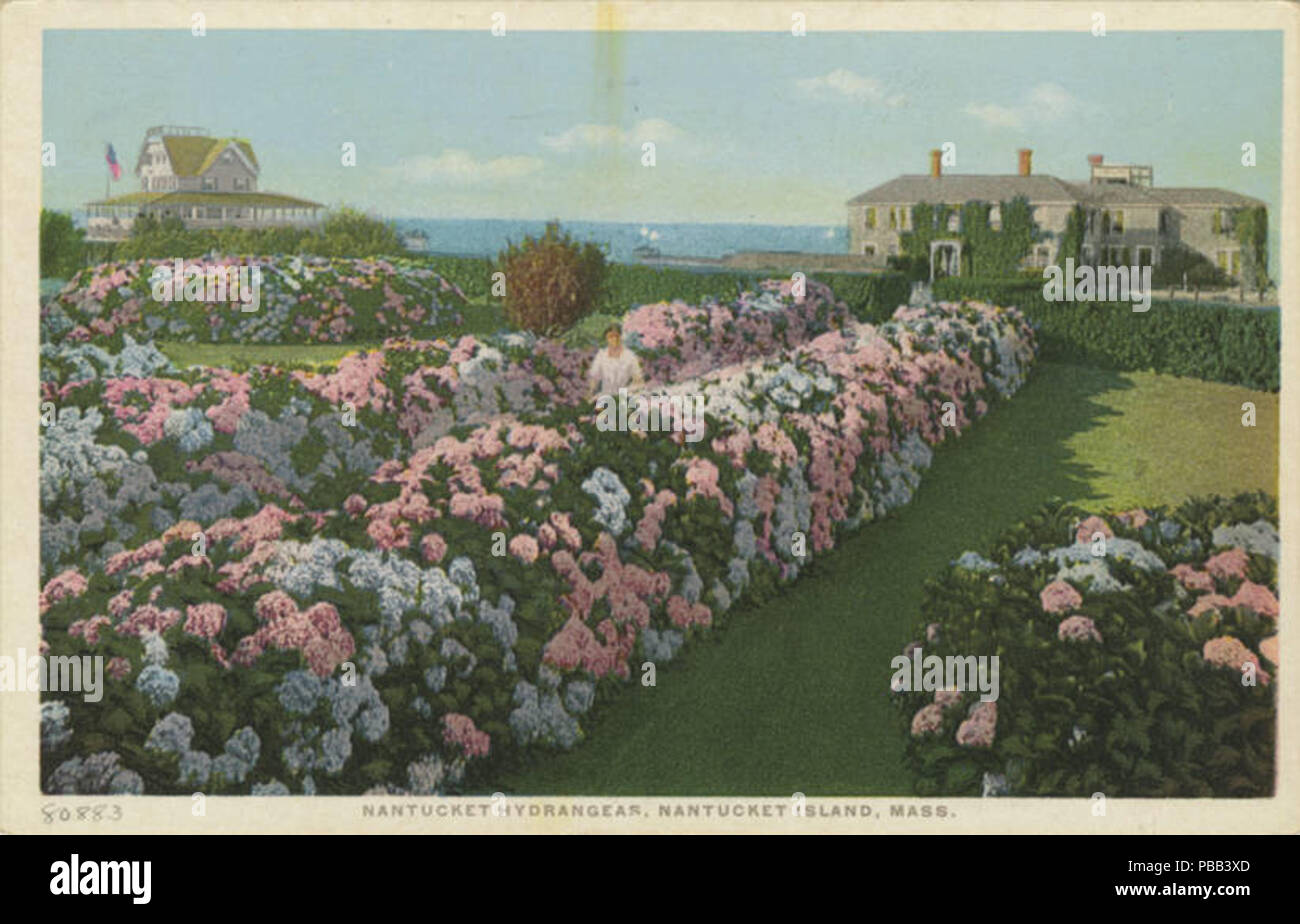 Hydrangeas varieties hi-res stock photography and images - Alamy