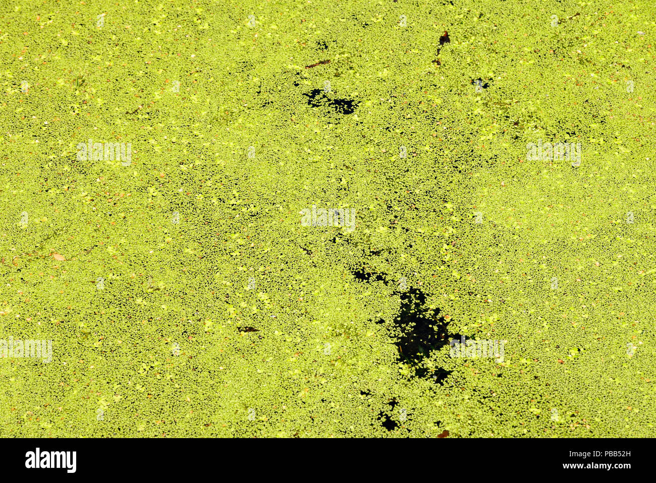 Green pond algae bloom growth floating on stagnant water Stock Photo ...