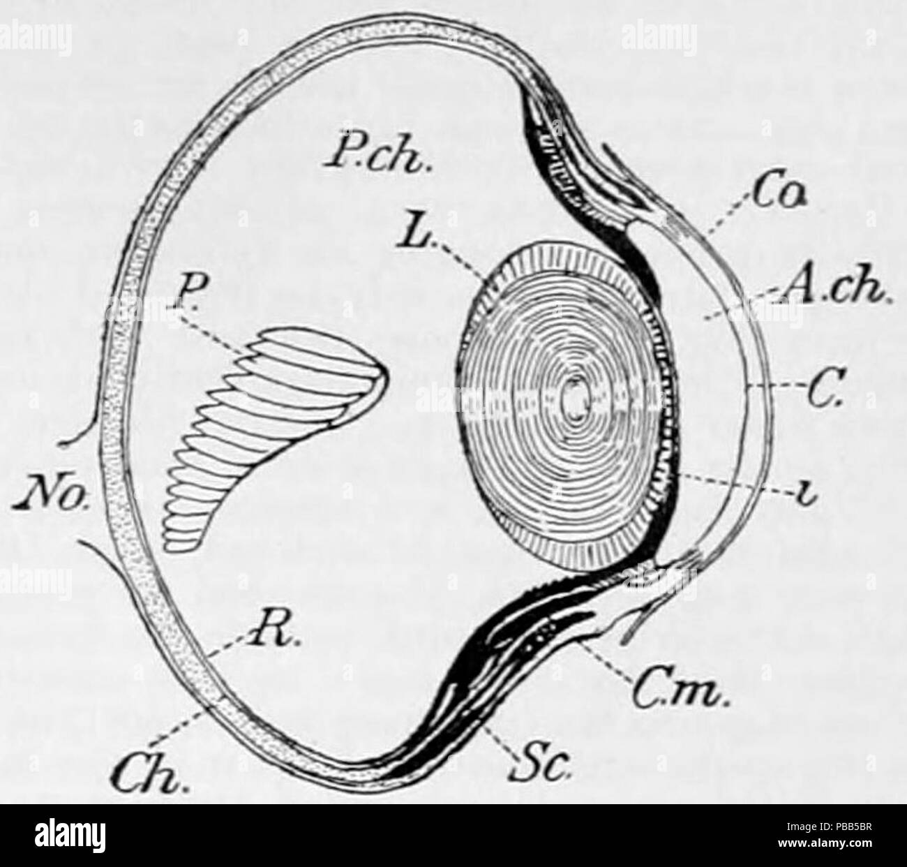 Eye bird Black and White Stock Photos & Images - Alamy