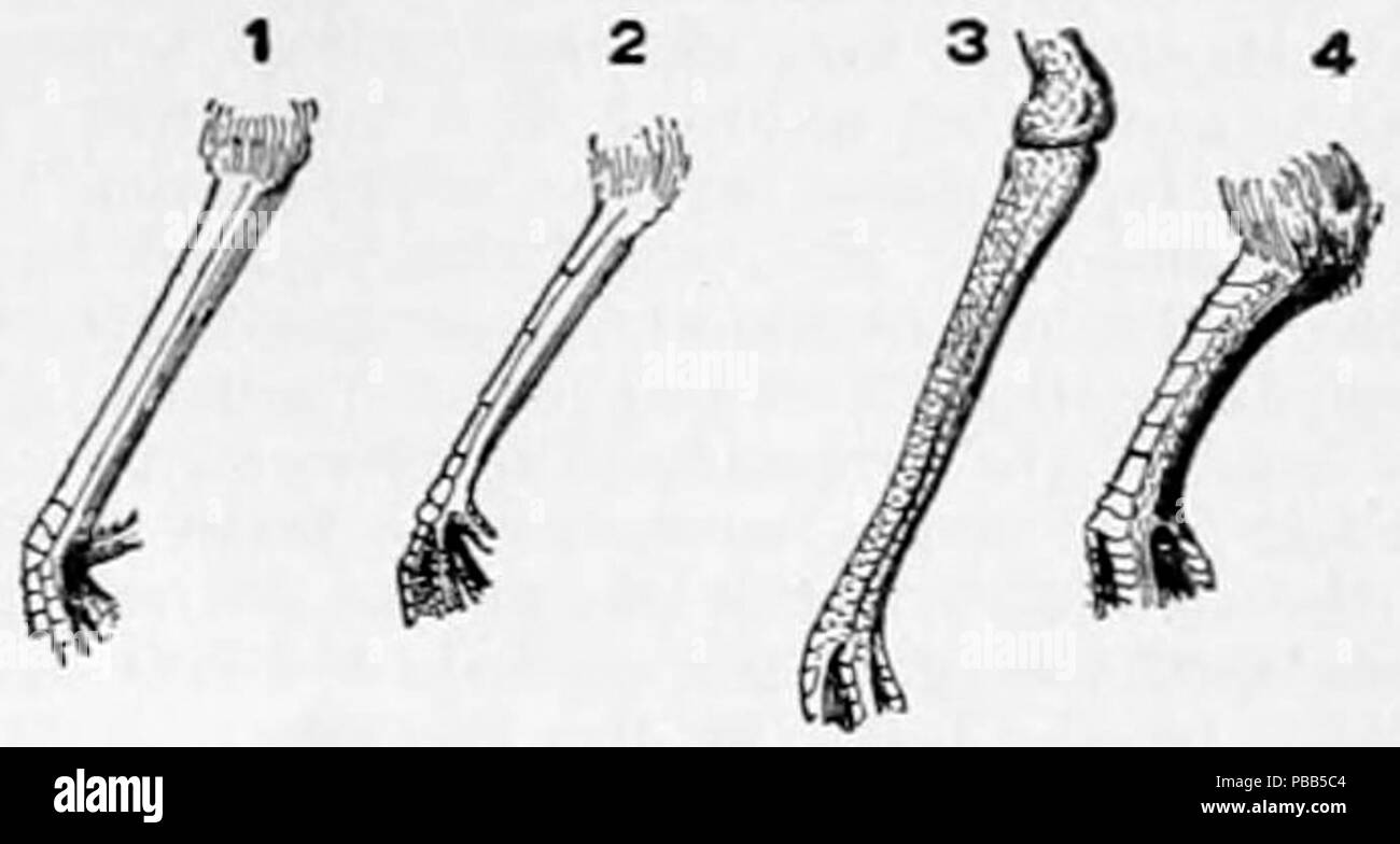 Envelopes Black and White Stock Photos & Images - Alamy