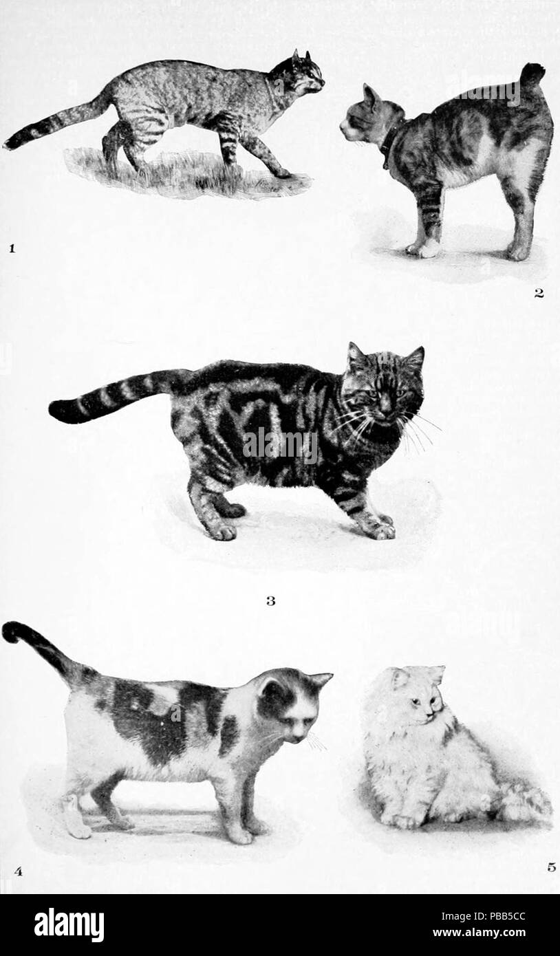 Domestic feline study Black and White Stock Photos & Images - Alamy