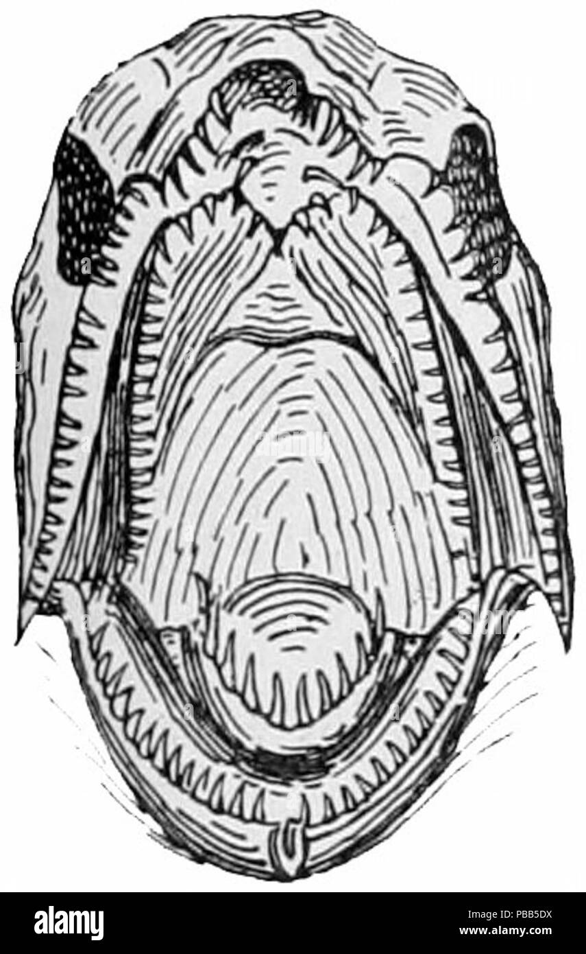 1101 NIE 1905 Fish - open mouth of a salmon Stock Photo - Alamy