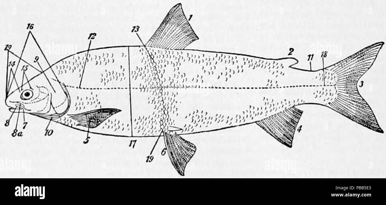 . English: Drawing illustrating the various superficial features of a ...