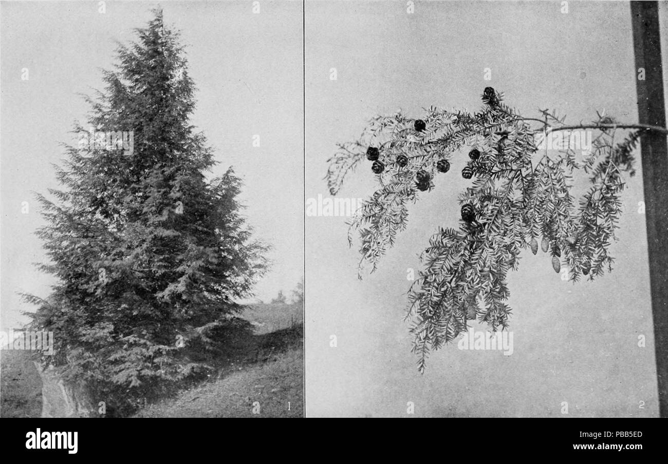 Tree species protection Black and White Stock Photos & Images - Alamy