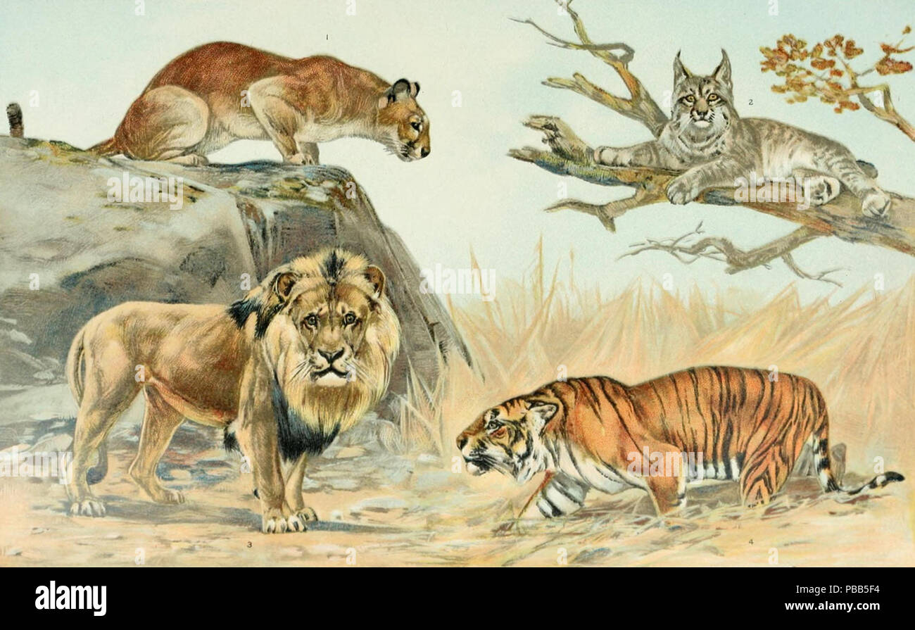 1101 NIE 1905 Lion - cat family - Felidæ Stock Photo - Alamy