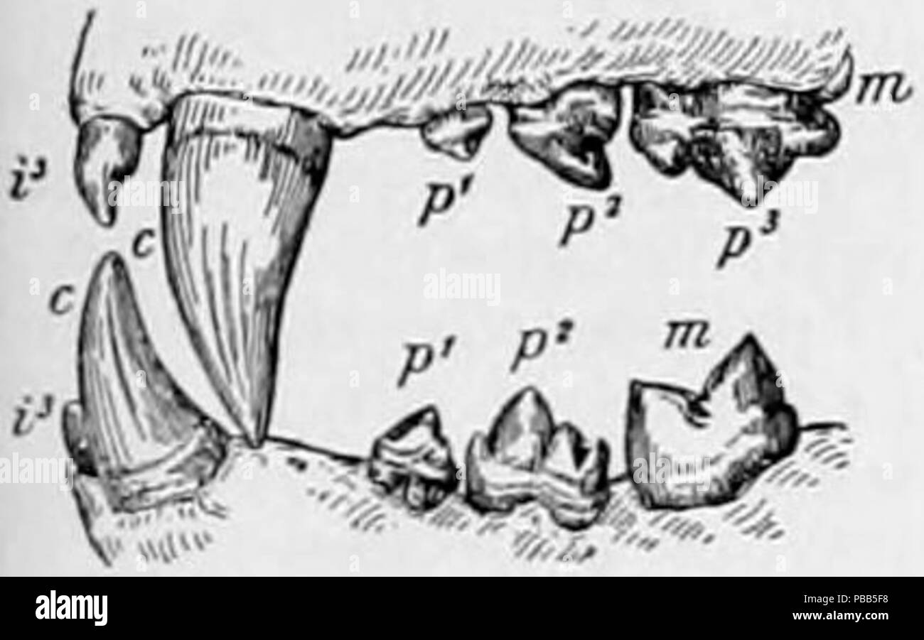 Teeth of the lion Black and White Stock Photos & Images - Alamy