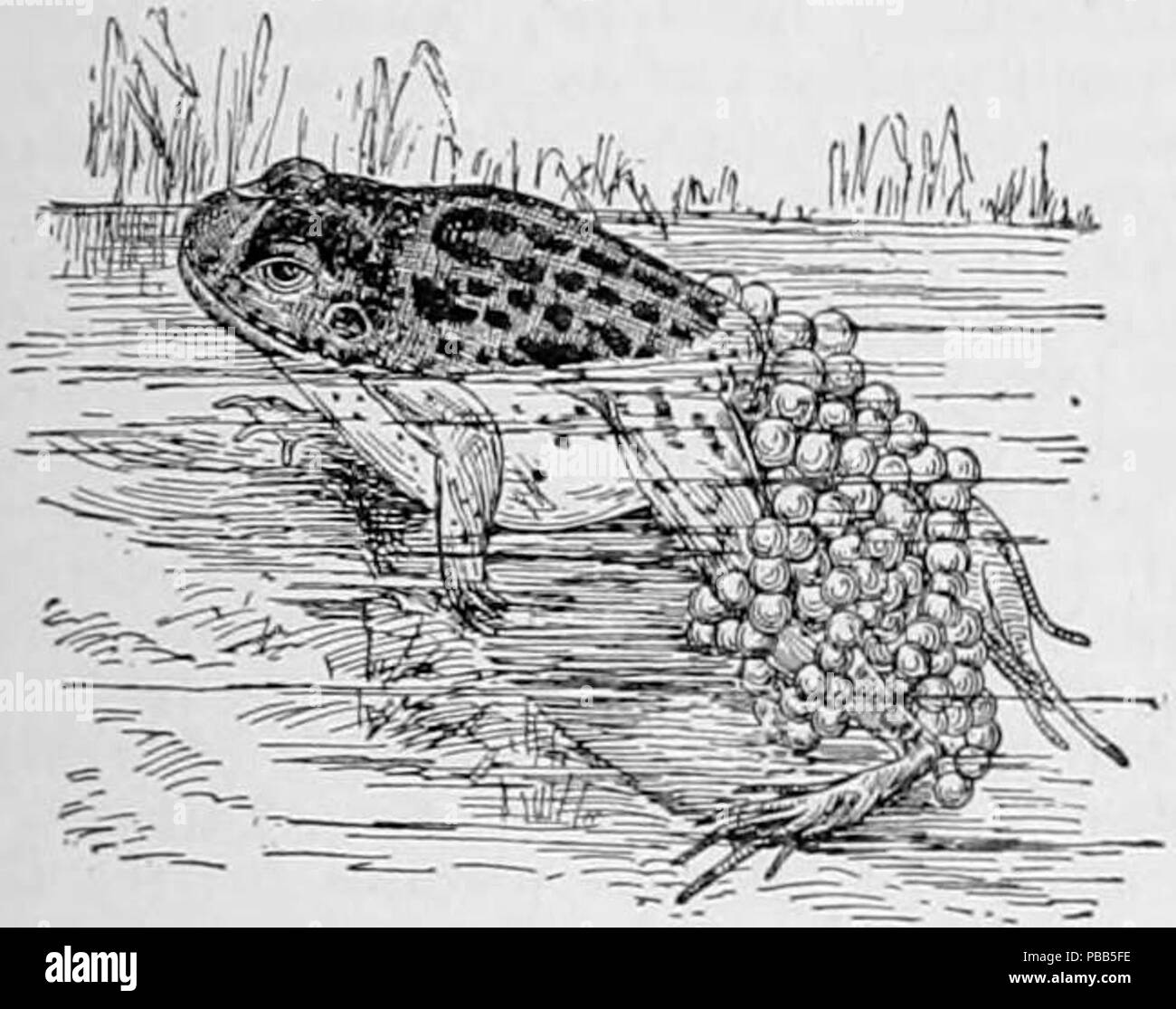 Frog taxonomy Black and White Stock Photos & Images - Alamy