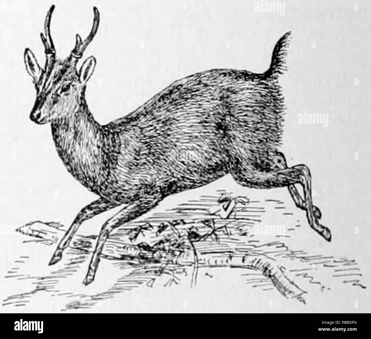 . Drawing of a male Indian muntjac (Cervulus muntjac) . published 1905 ...