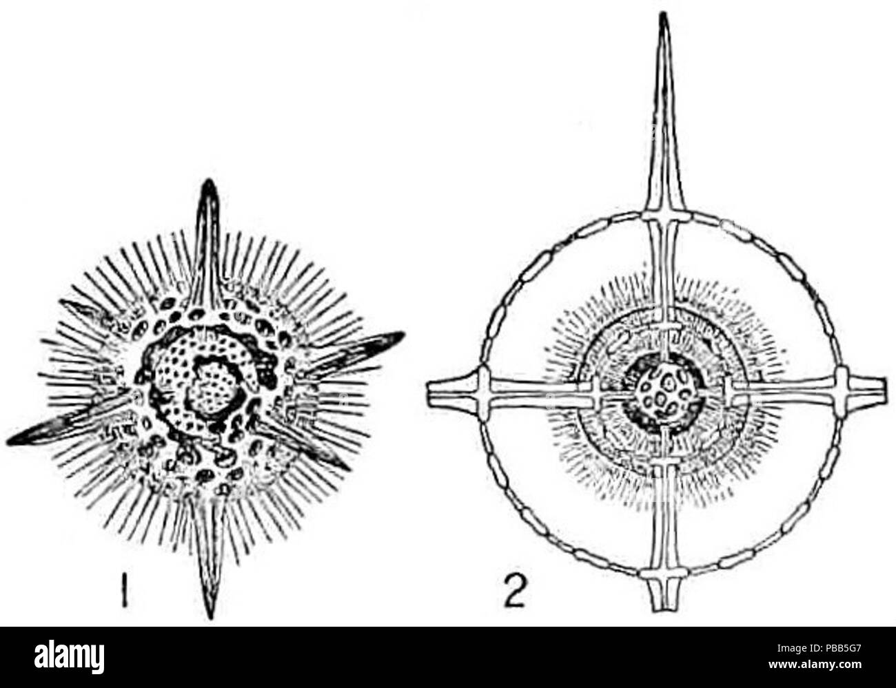 Evolutionary processes Black and White Stock Photos & Images - Alamy