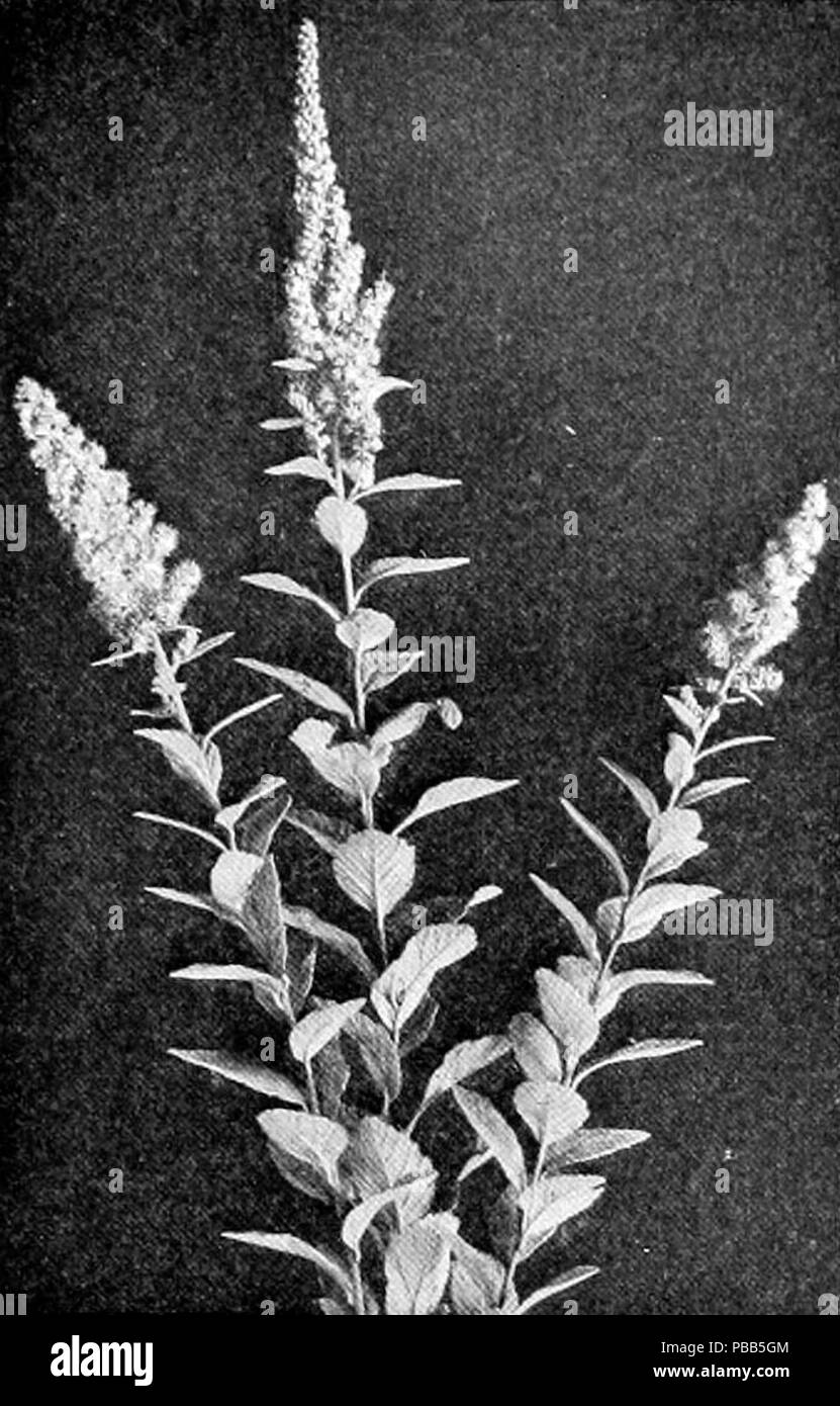 Hardhack Black and White Stock Photos & Images - Alamy