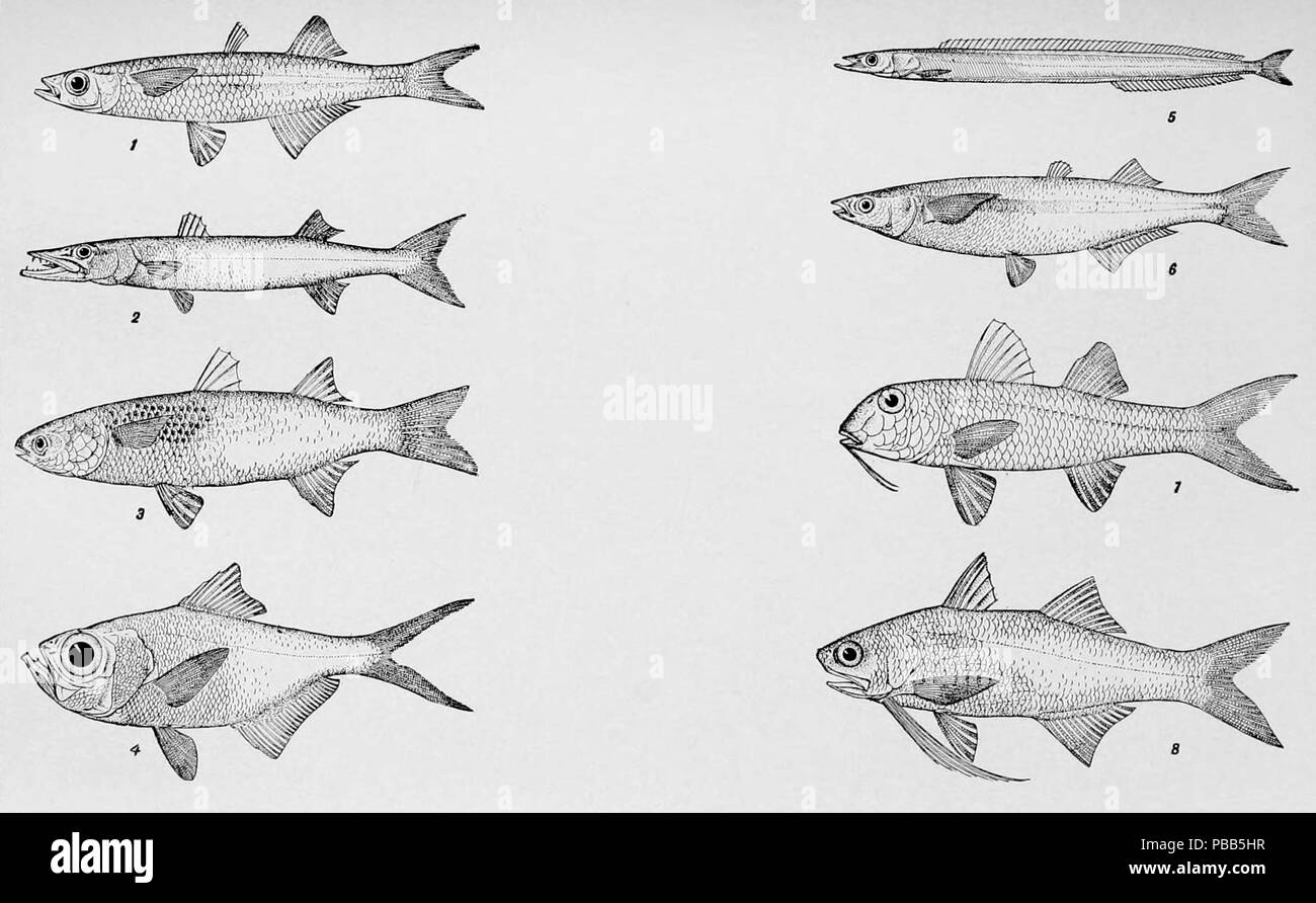 . English: Drawings of eight fish in the Mullet family and allies ...