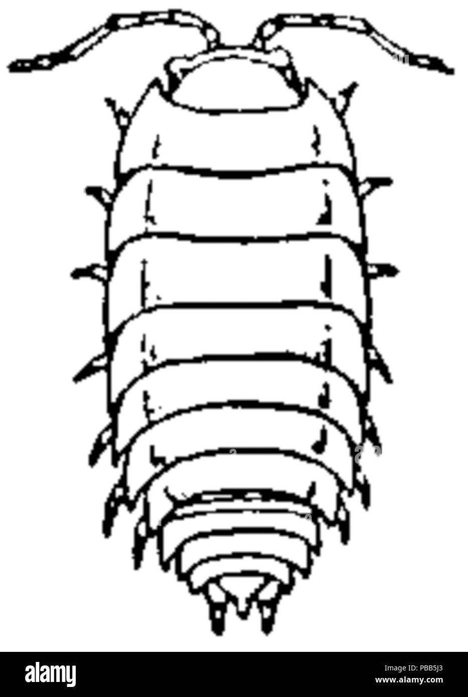 Sow bug hi-res stock photography and images - Alamy