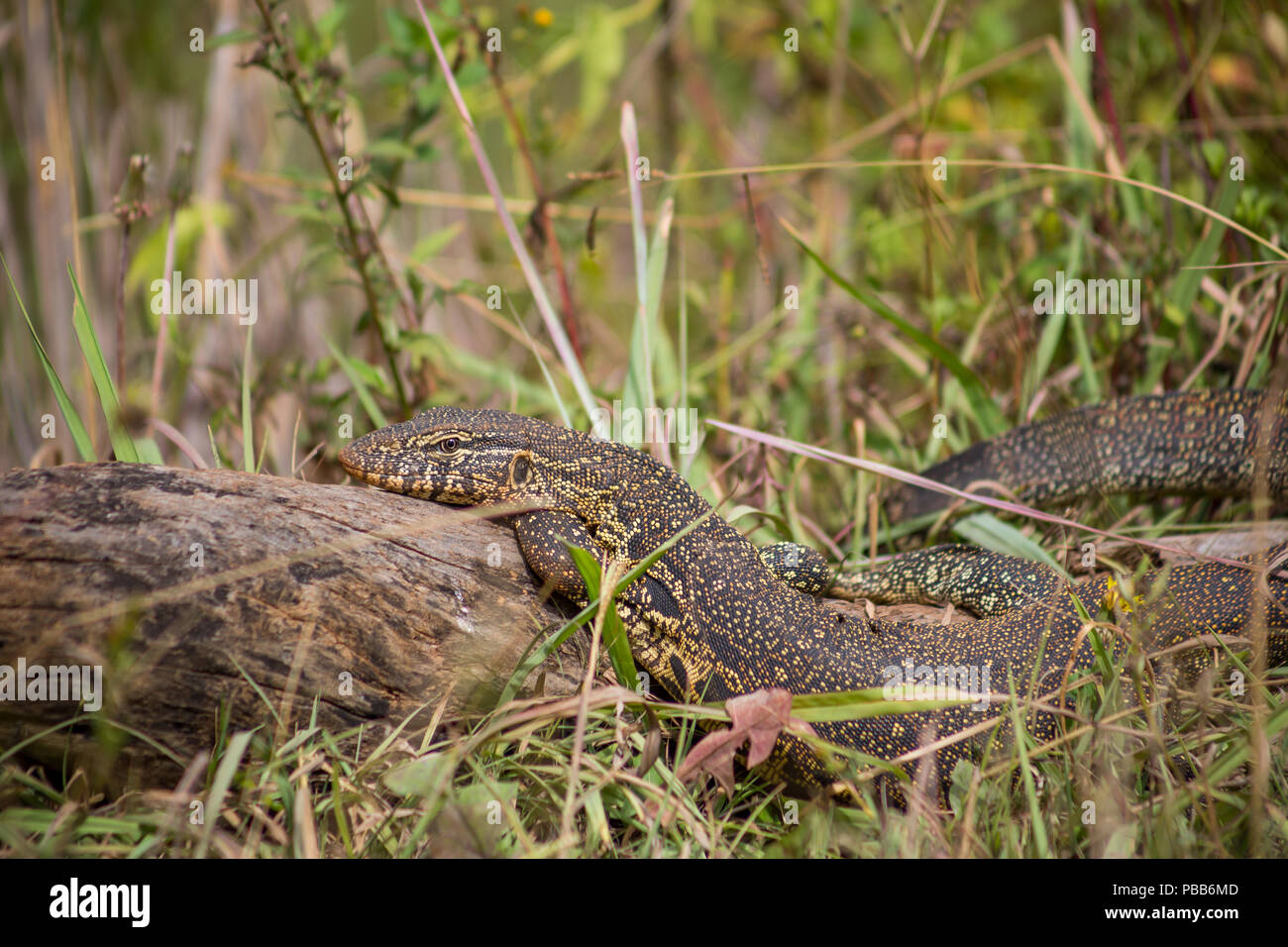 Ground Monitor High Resolution Stock Photography and Images - Alamy