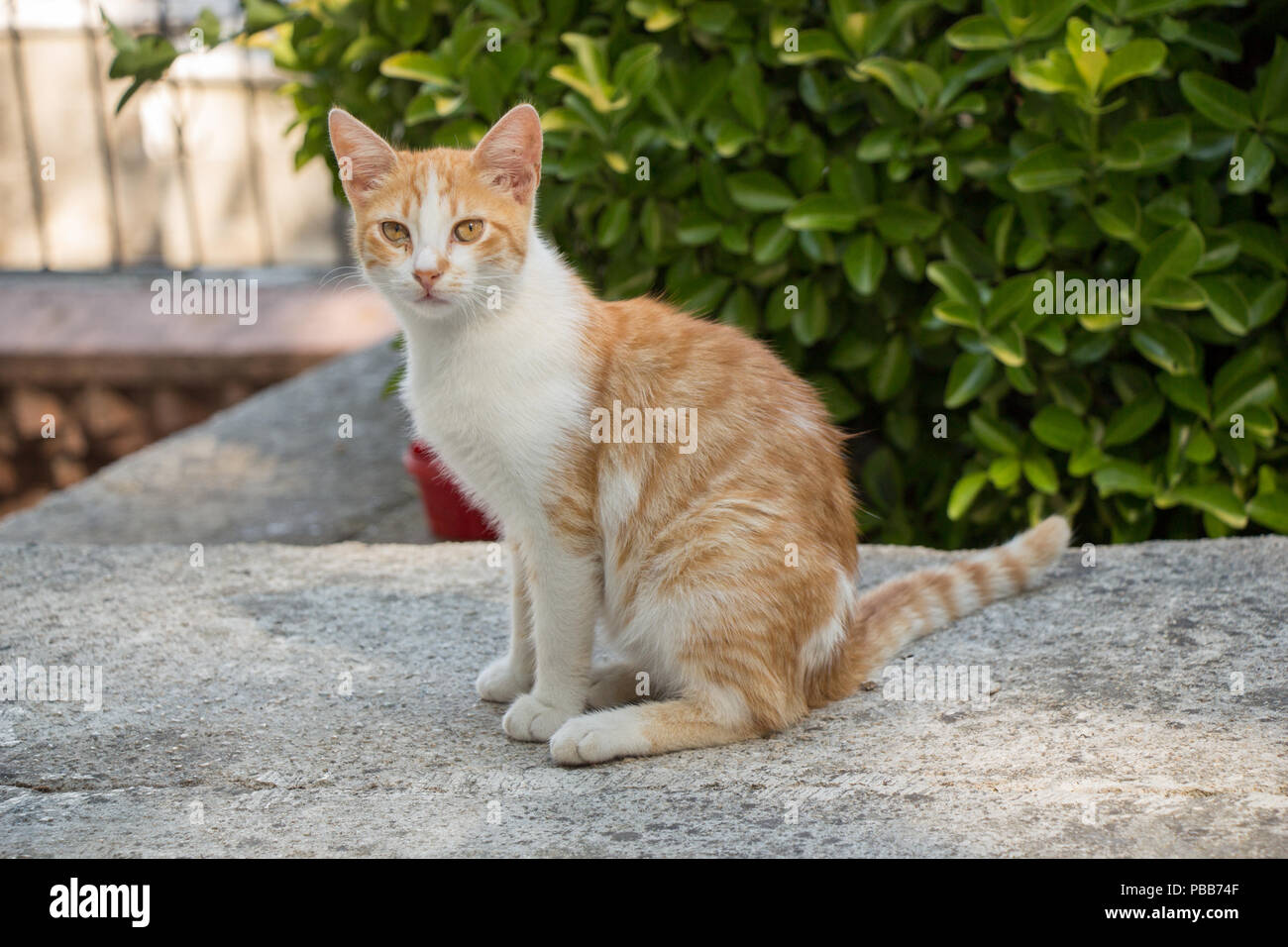 Stray cat seen in the street of the city Stock Photo - Alamy