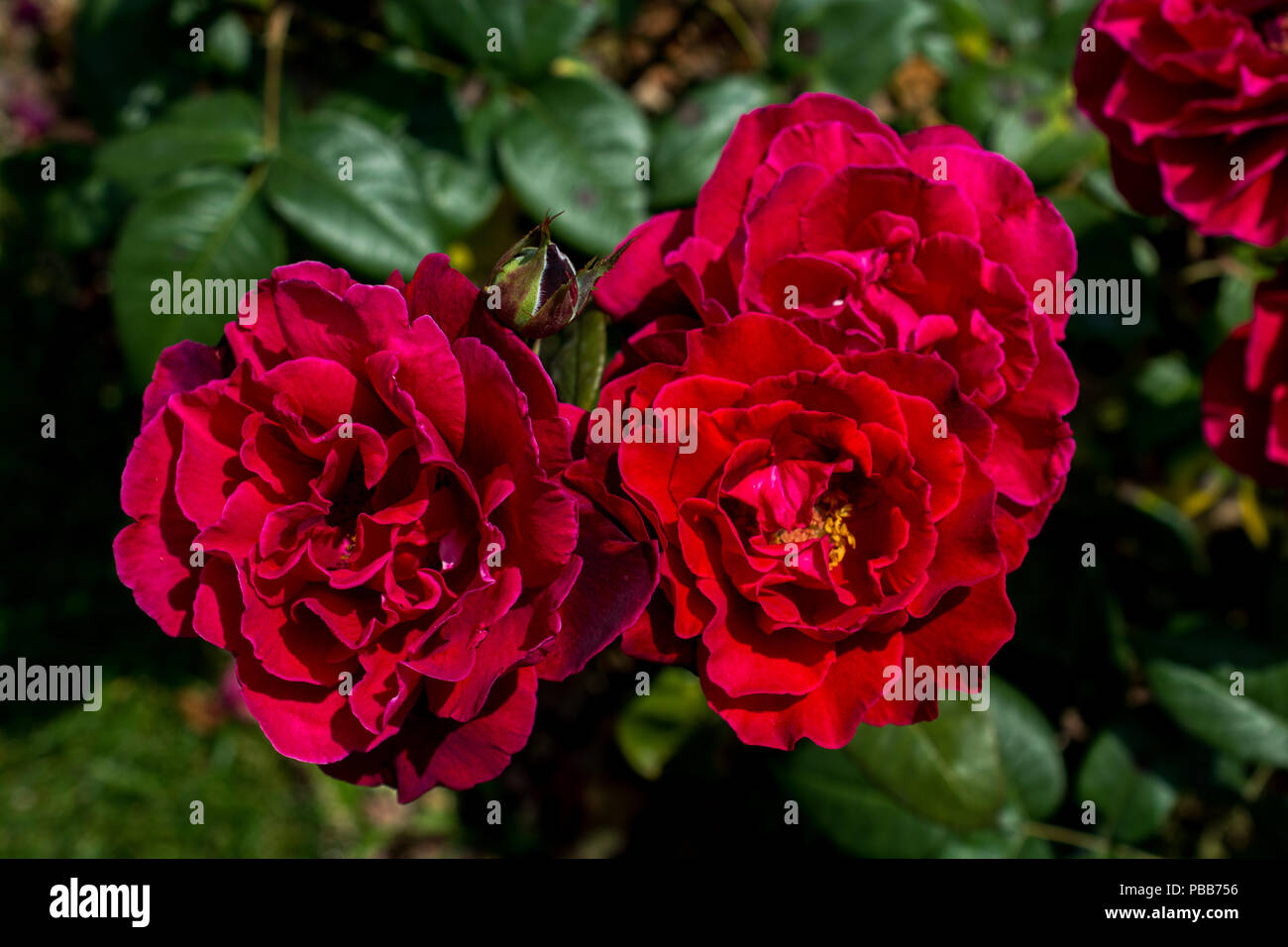 Two blooming beautiful colorful roses in the garden background Stock ...
