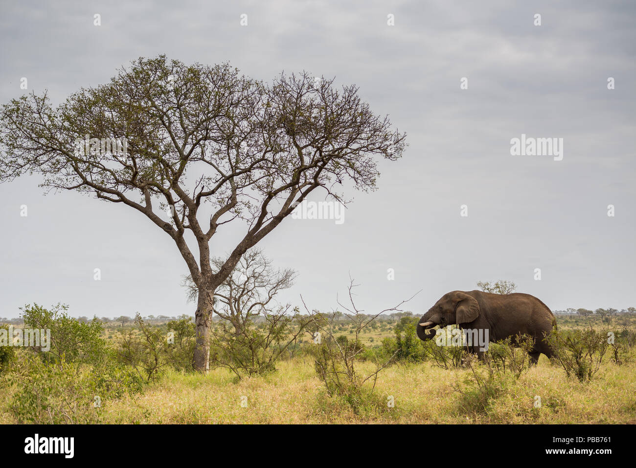 Elephant ear tree hi-res stock photography and images - Alamy
