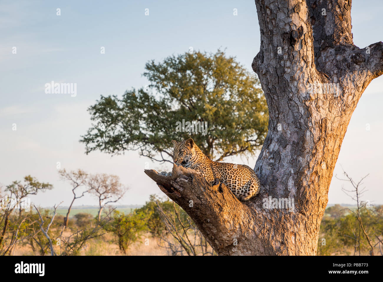 Leopard beautiful eyes in hi-res stock photography and images - Alamy