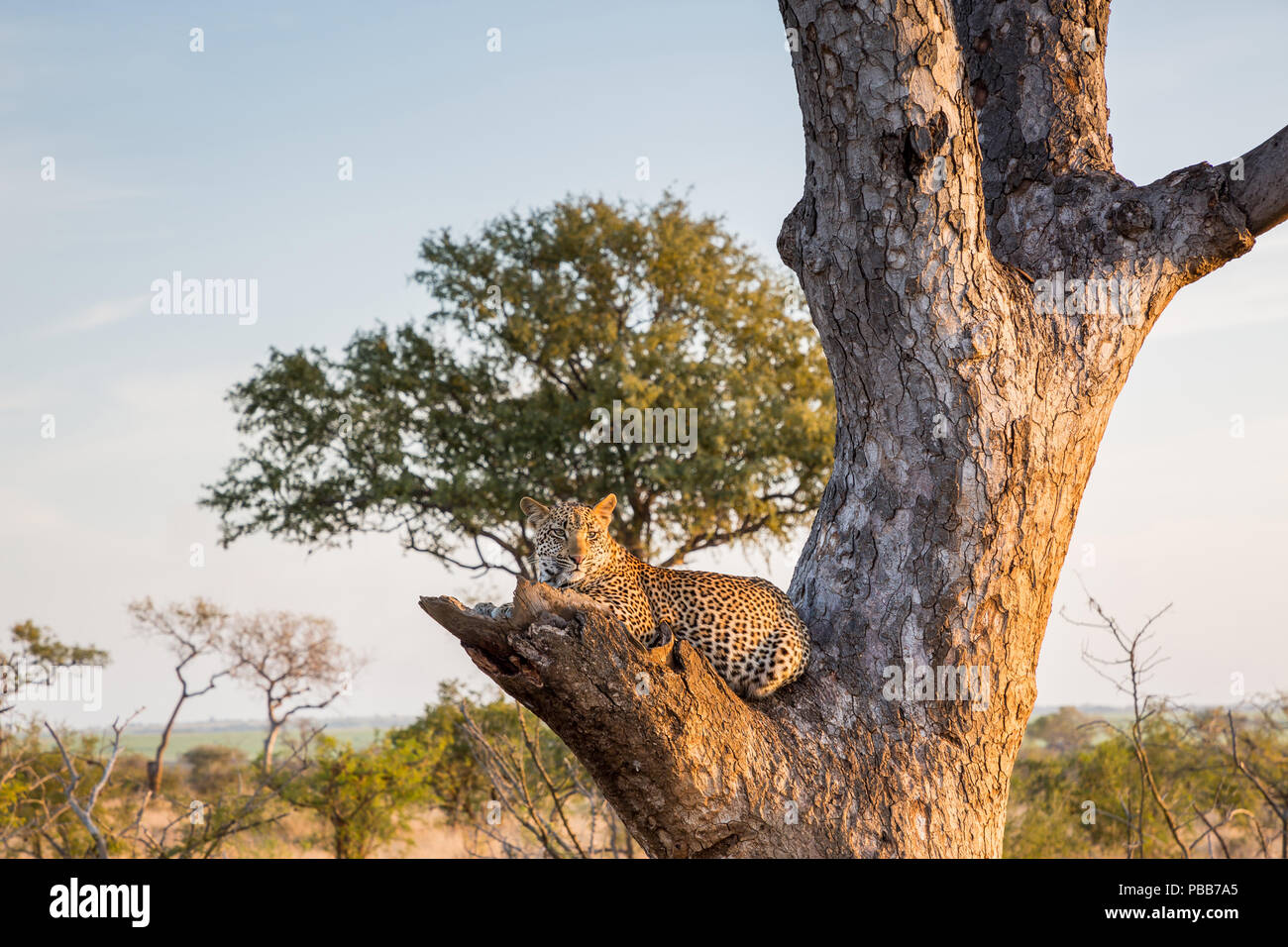 Most beautiful leopard hi-res stock photography and images - Alamy