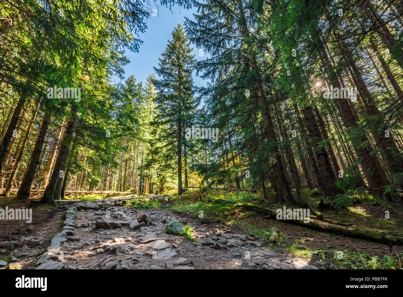 Beautiful forest in Tatra mountains in autumn, Poland Stock Photo - Alamy
