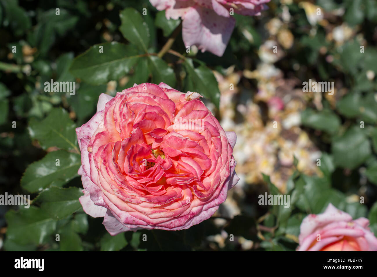 Beautiful colorful Rose Flower on garden background Stock Photo - Alamy