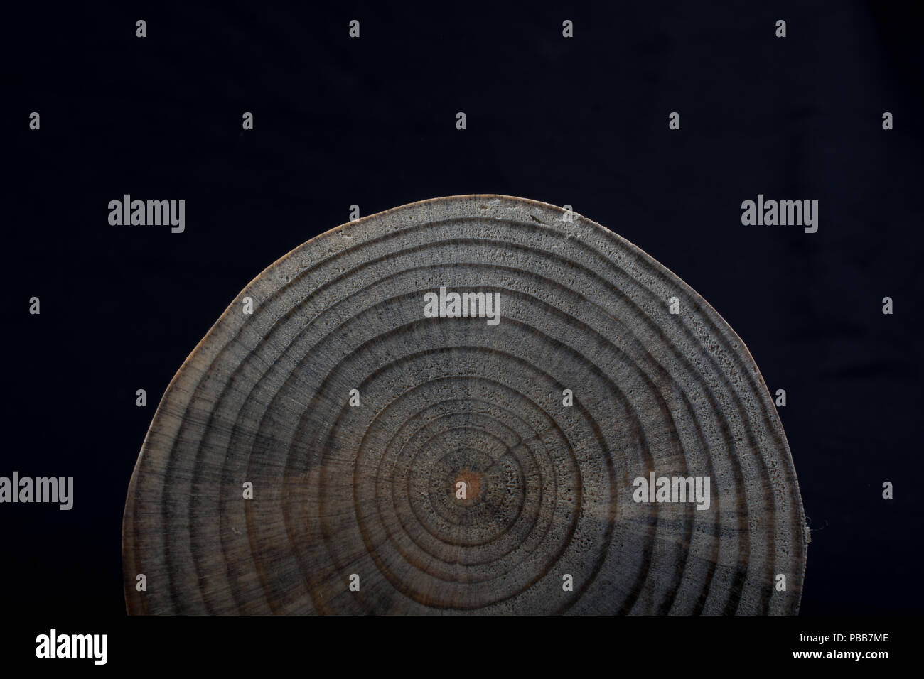 Piece of cut wood log texture as background Stock Photo - Alamy