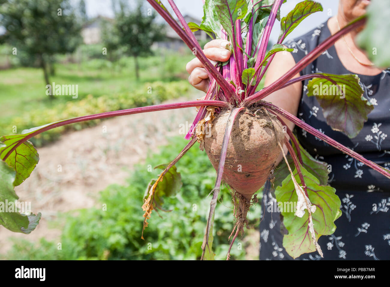 Fresh harvested organic beetroot in garden , homegrown vegetable Stock ...
