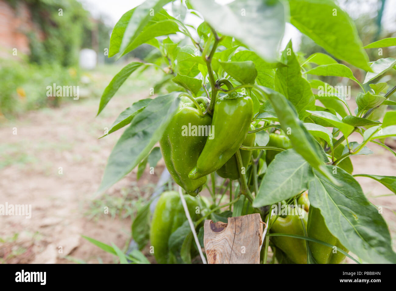 fresh organic green paprika growing in garden, cultivated non GMO ...