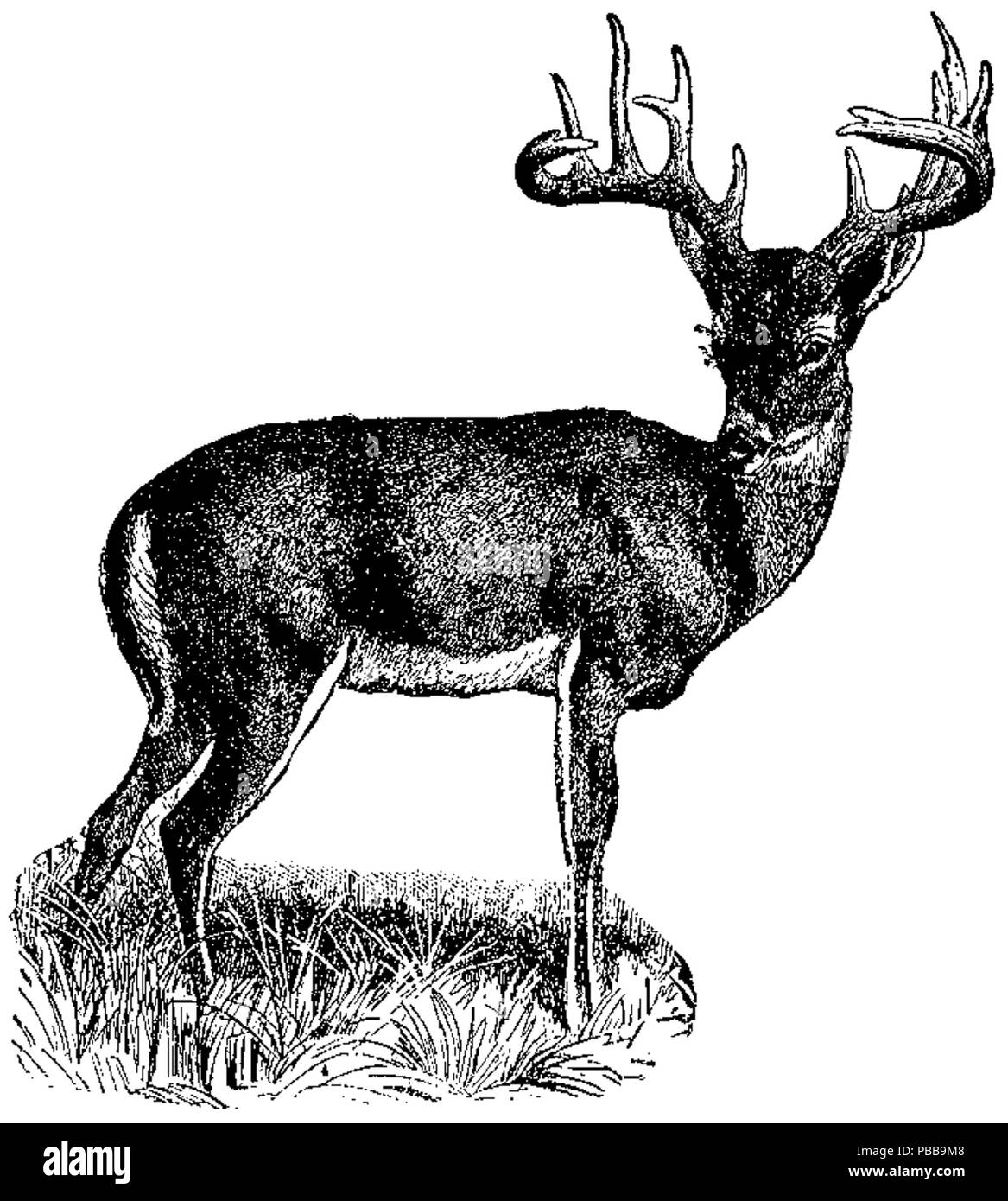 North virginia wildlife Black and White Stock Photos & Images - Alamy