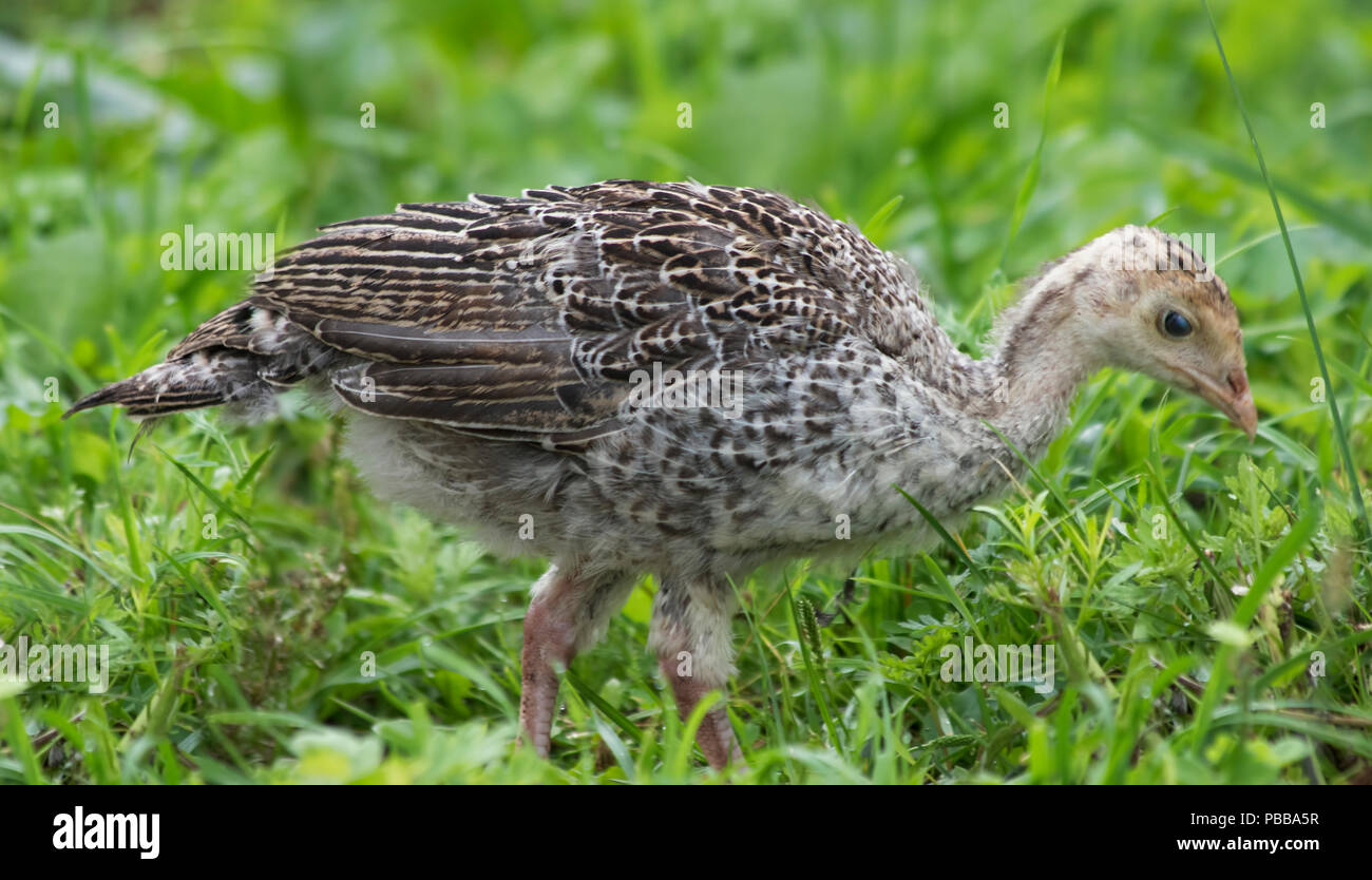 Portrait of little turkey on a farm Stock Photo - Alamy