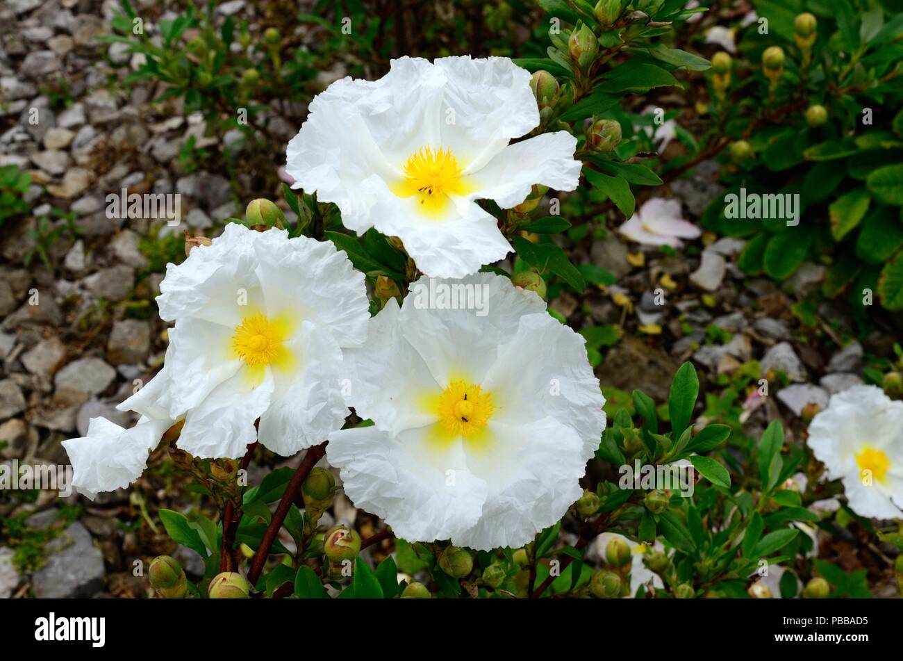 Gum cislus hi-res stock photography and images - Alamy