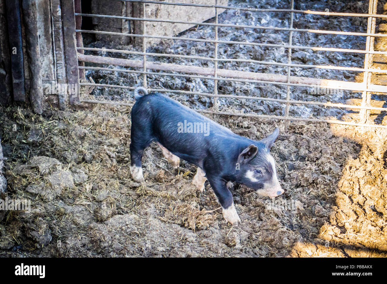 A Berkshire shoat in Cope, Colorado Stock Photo - Alamy
