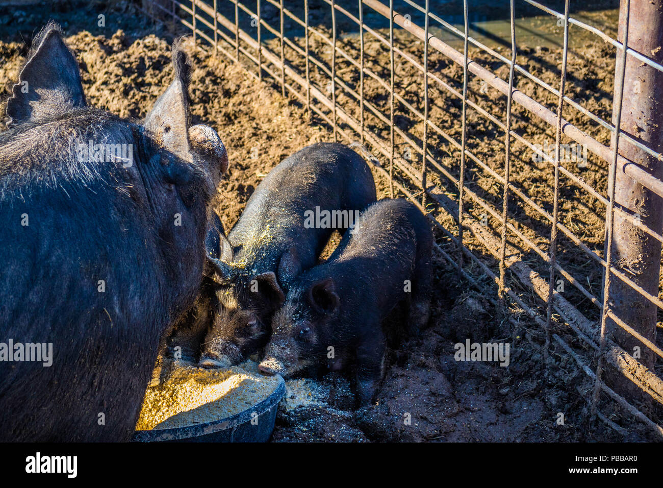 Shoat hi-res stock photography and images - Alamy