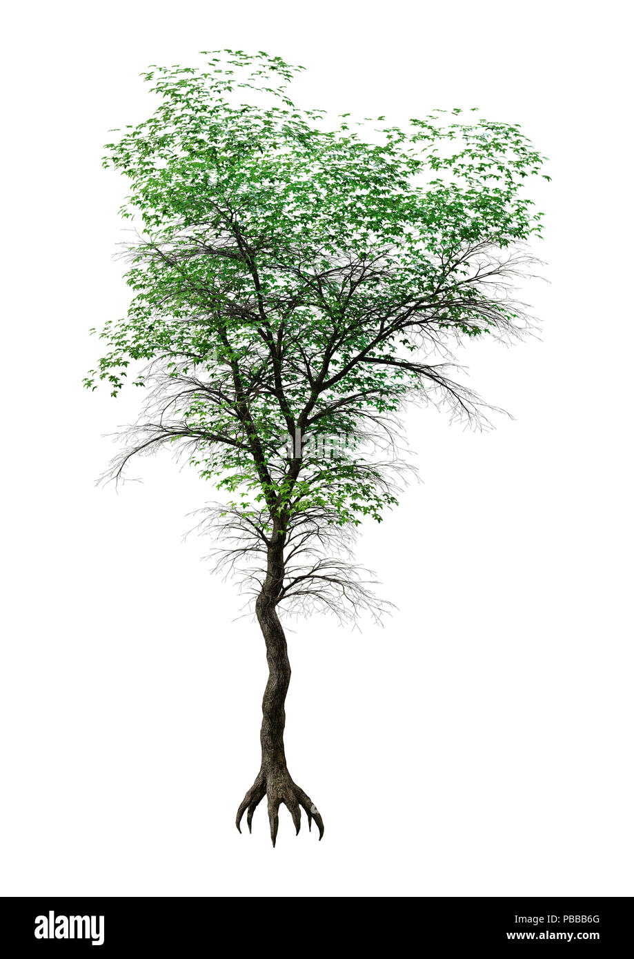 Green Japanese Maple White Background