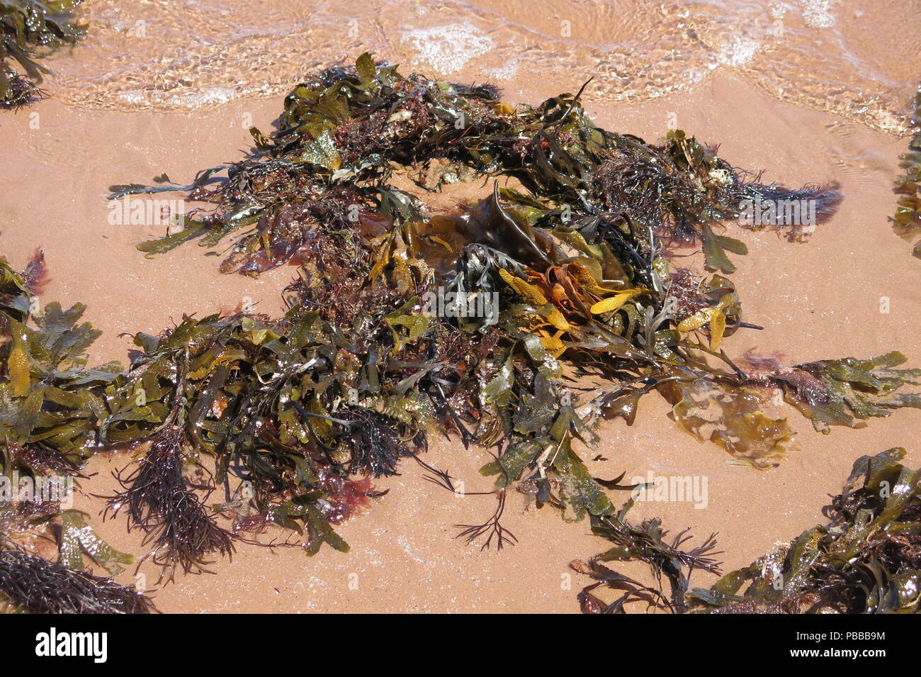 Seaweed Shoreline Stock Photos & Seaweed Shoreline Stock Images - Alamy