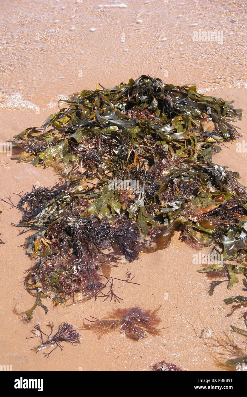 Seaweed Shoreline Stock Photos & Seaweed Shoreline Stock Images - Alamy
