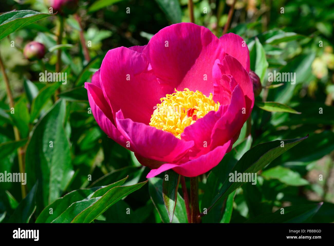 Peony garden hi-res stock photography and images - Alamy