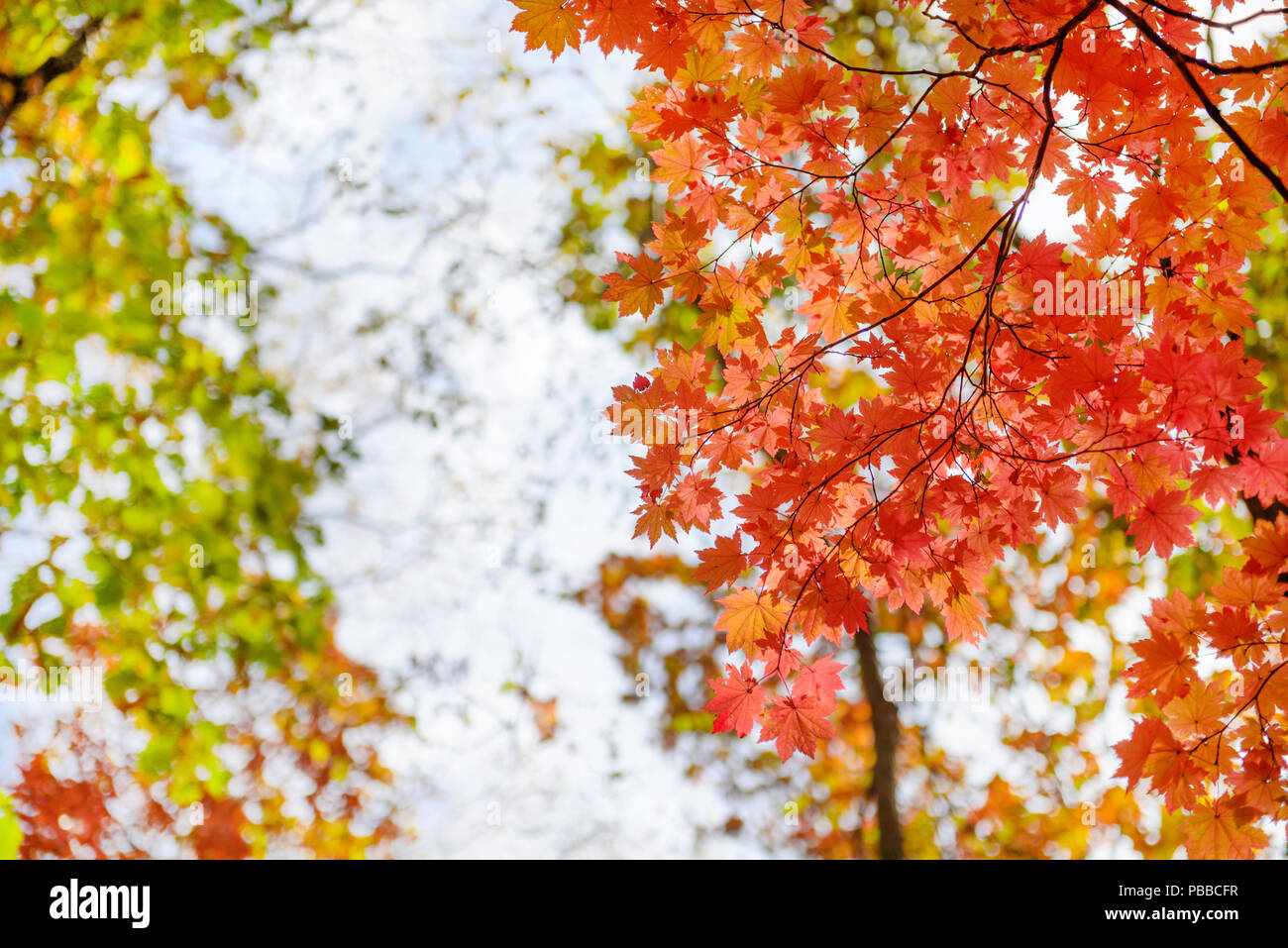 Red maple leaves border at autumn forest, blurred background. Season ...