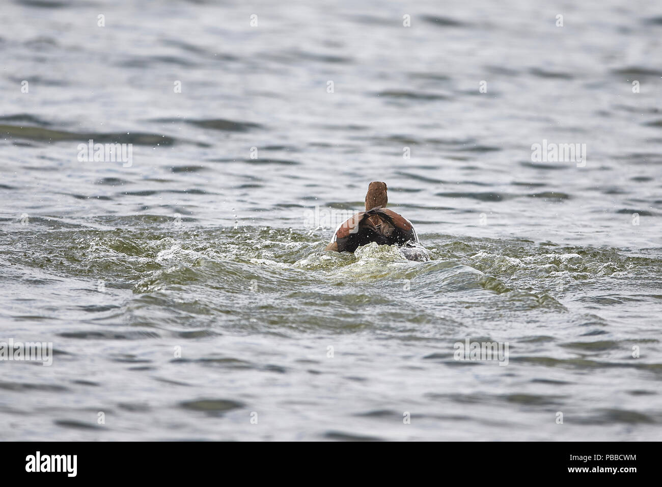 A rear view of a lone duck swimming away in a pond leaving a wake ...